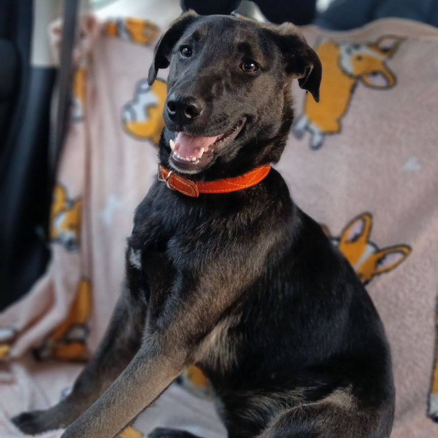 Щенок подросток, привезу