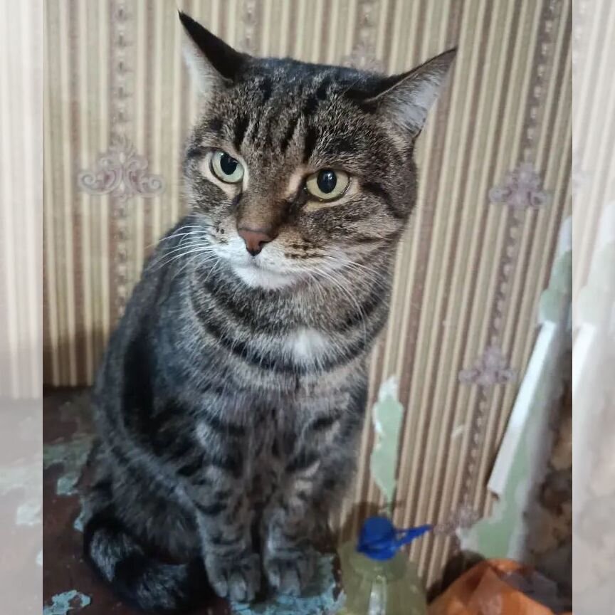 Взрослый кот в добрые руки