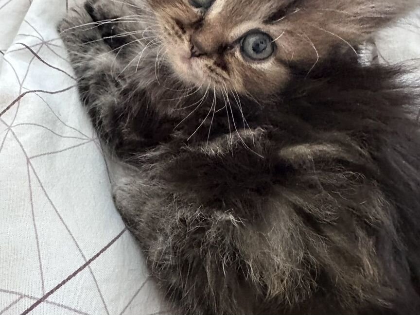 Котенок
