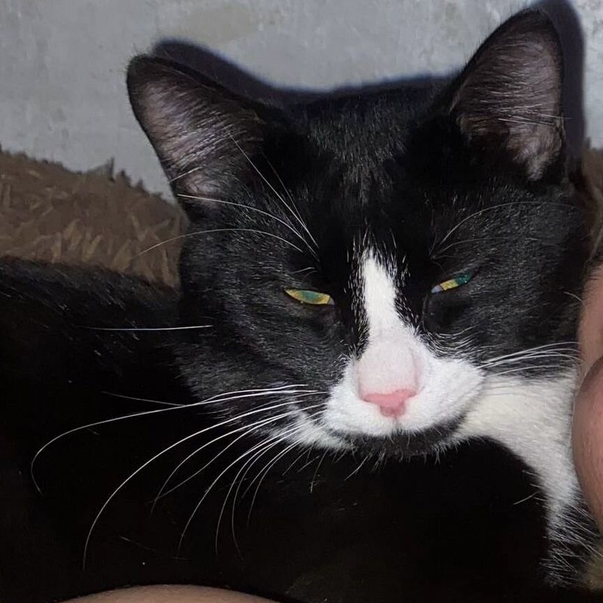 Взрослый кот в добрые руки