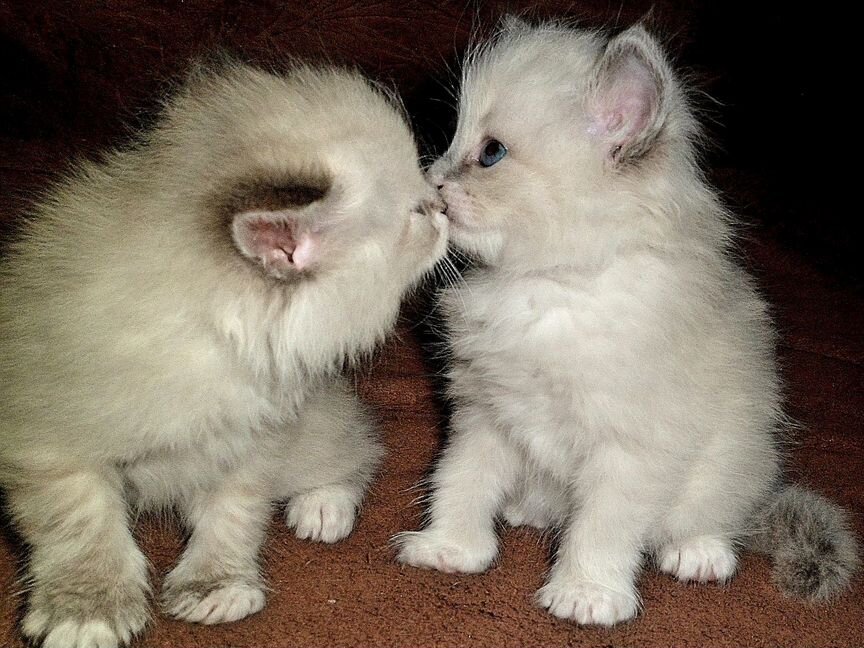 Котята невские