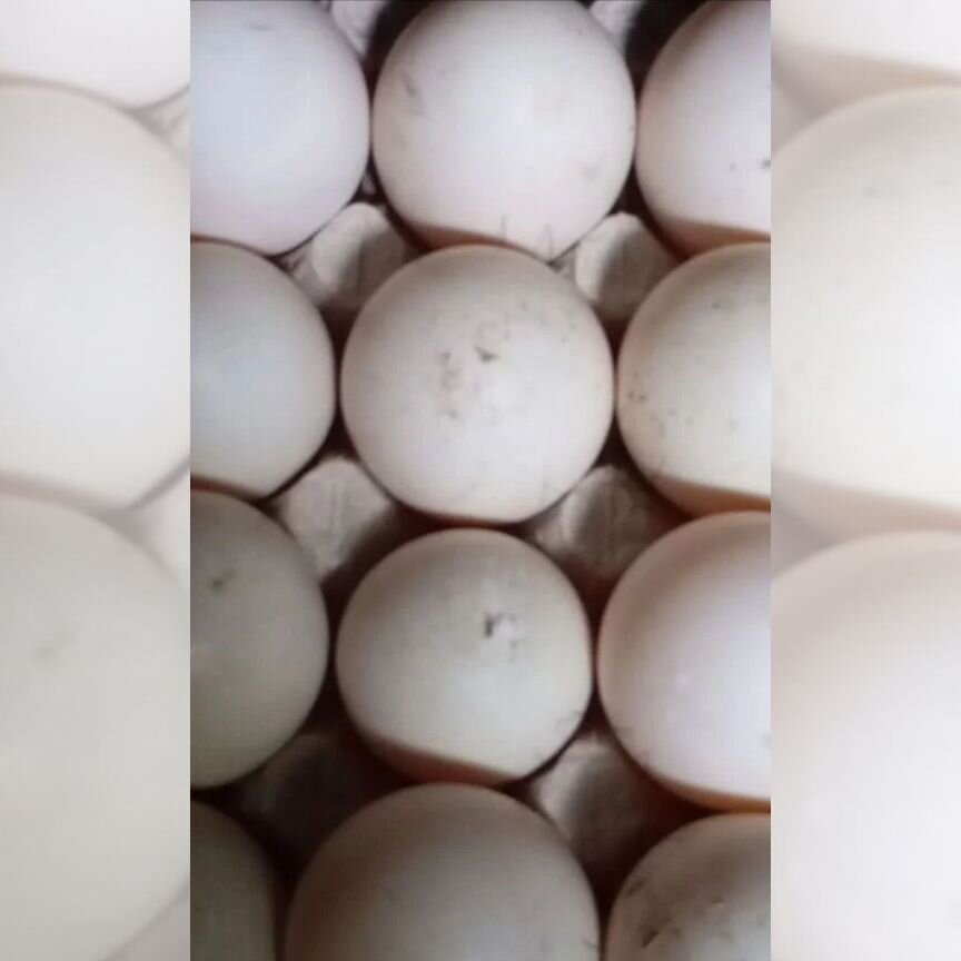 Инкубационное яйцо индоутки