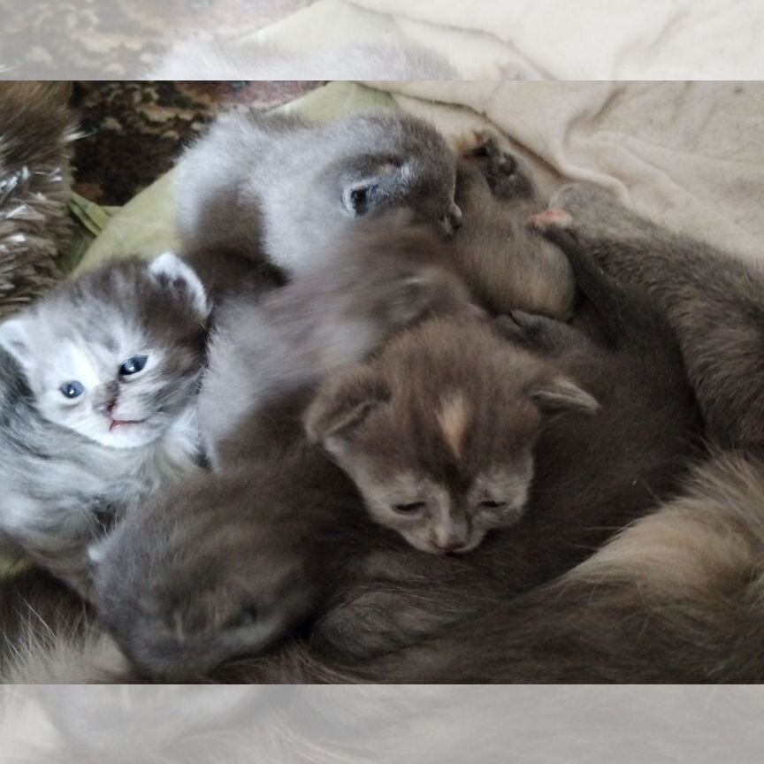 Британский длинношёрстный котёнок