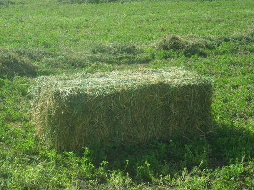 Сено Солома в тюках и рулонах
