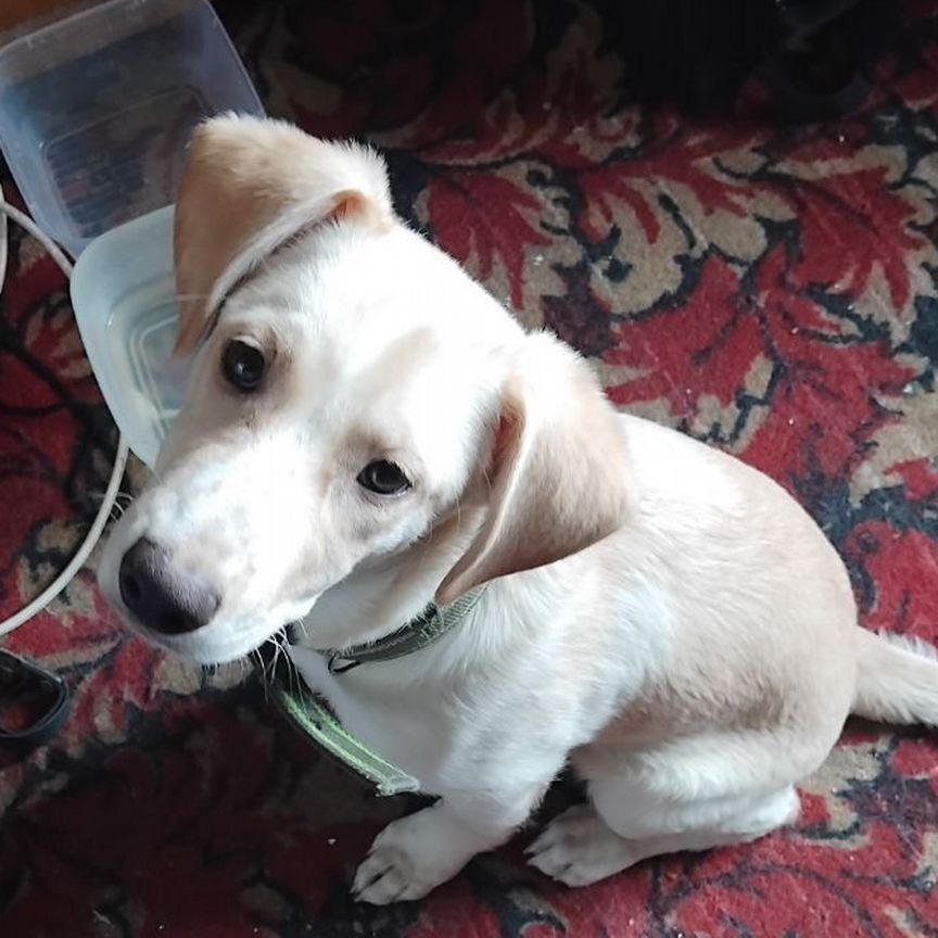 Щенок в добрые руки