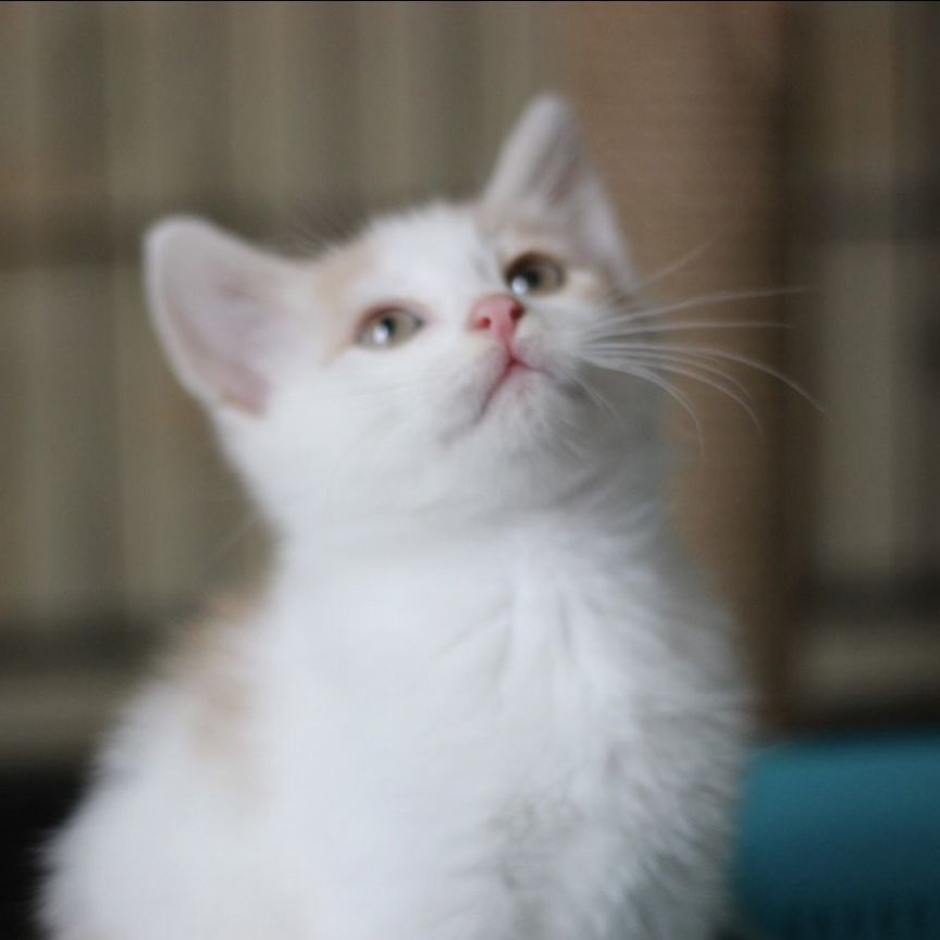 Котенок ищет дом