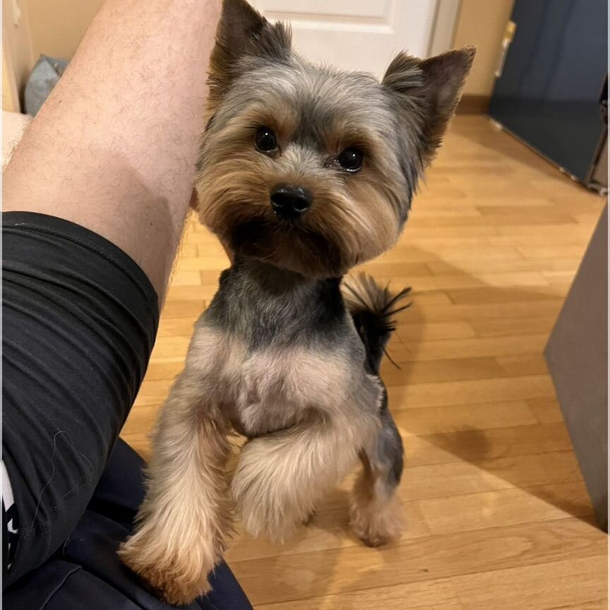 Случка йоркширского терьера