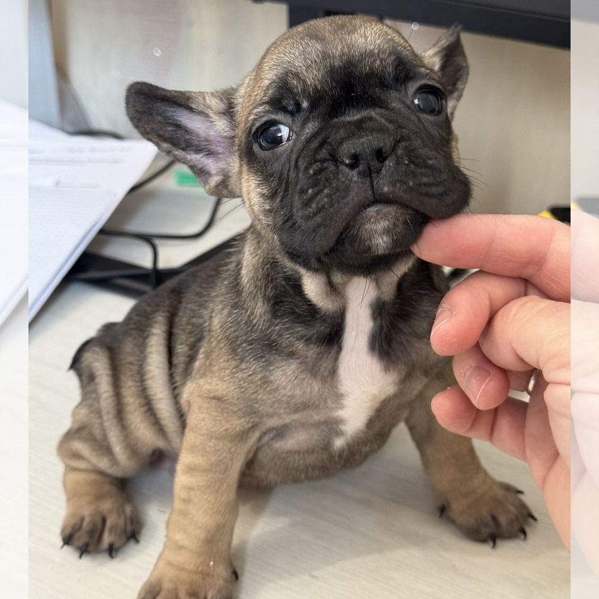 Французский бульдог, щенок