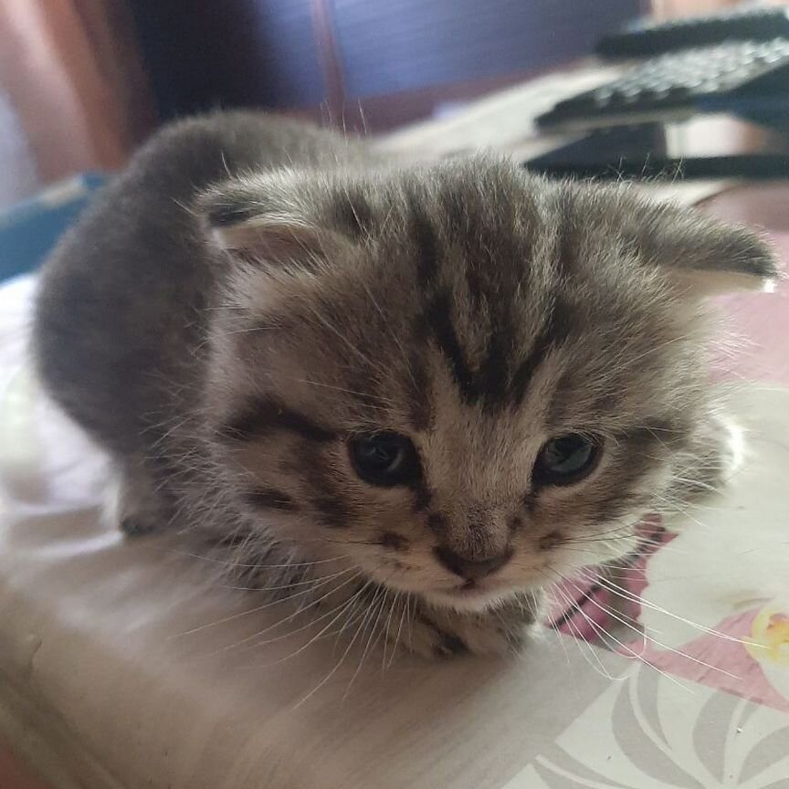 Котята без породы