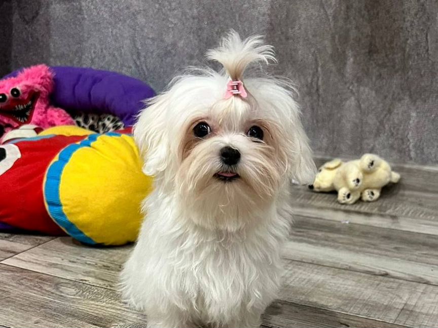 Мальчик мини мальтезе