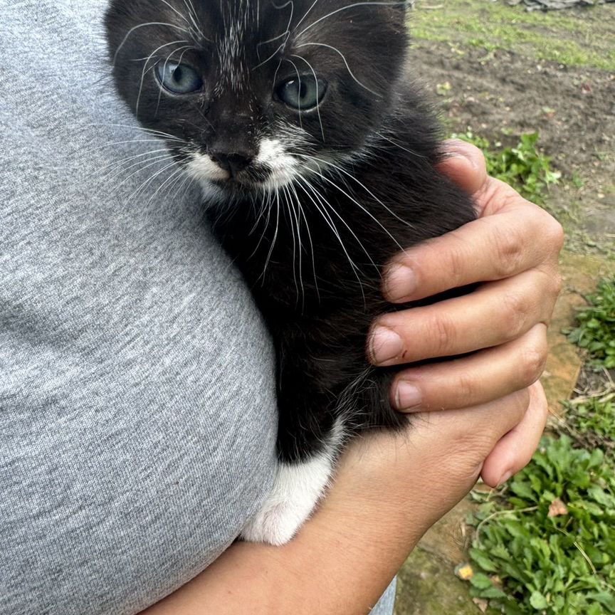 Отдам Братков