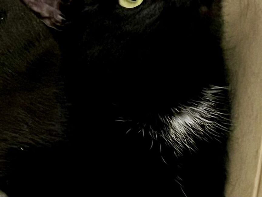 Норковый котёнок