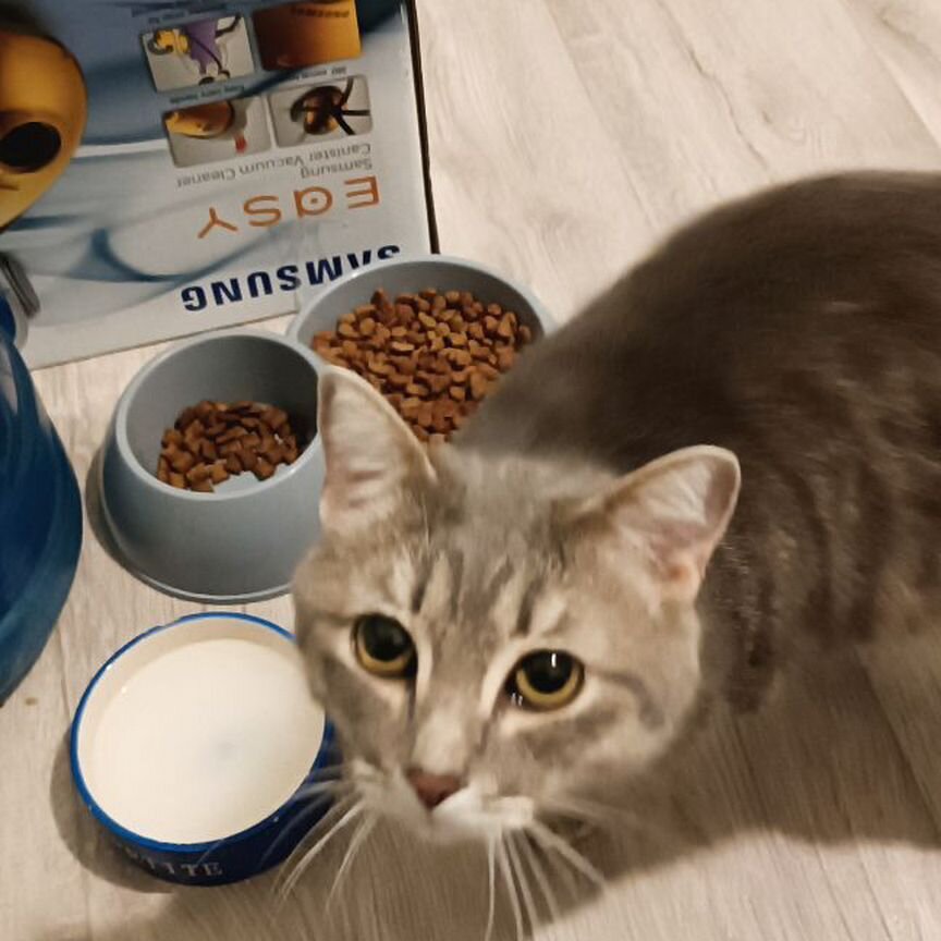 Отдам кота в добрые руки бесплатно