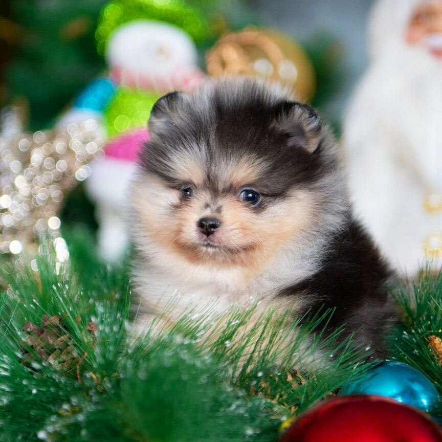 Померанский шпиц, щенок