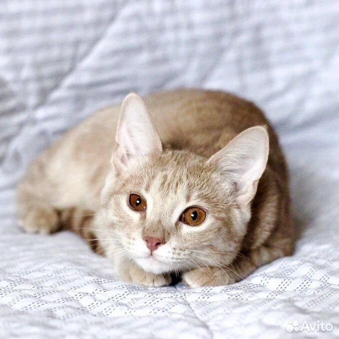 Чудесный рыжий котёнок Кекс в добрые руки