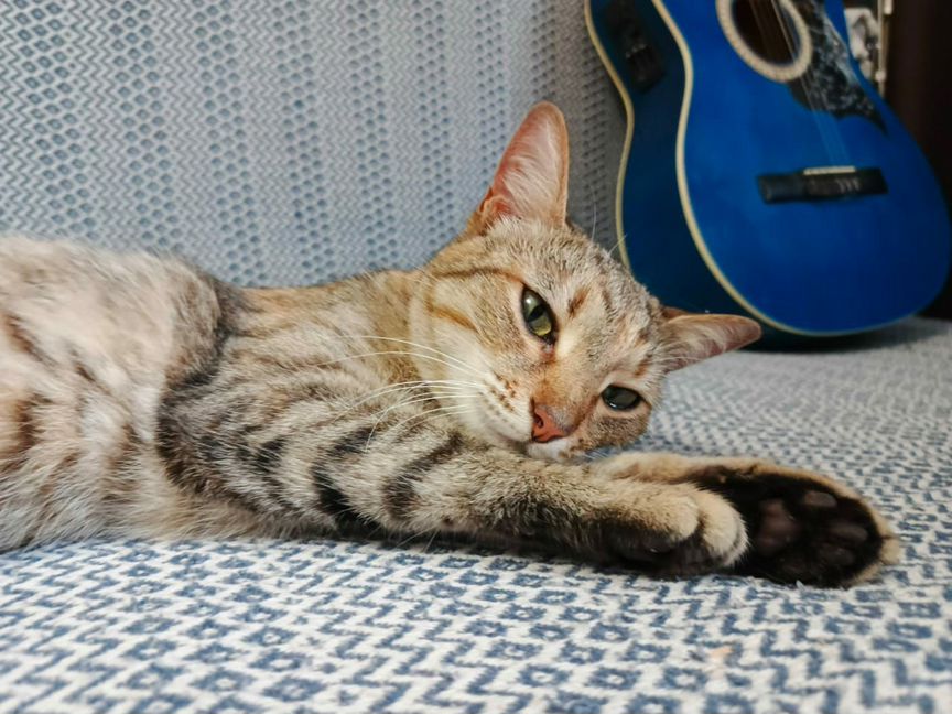 Ласковая кошечка