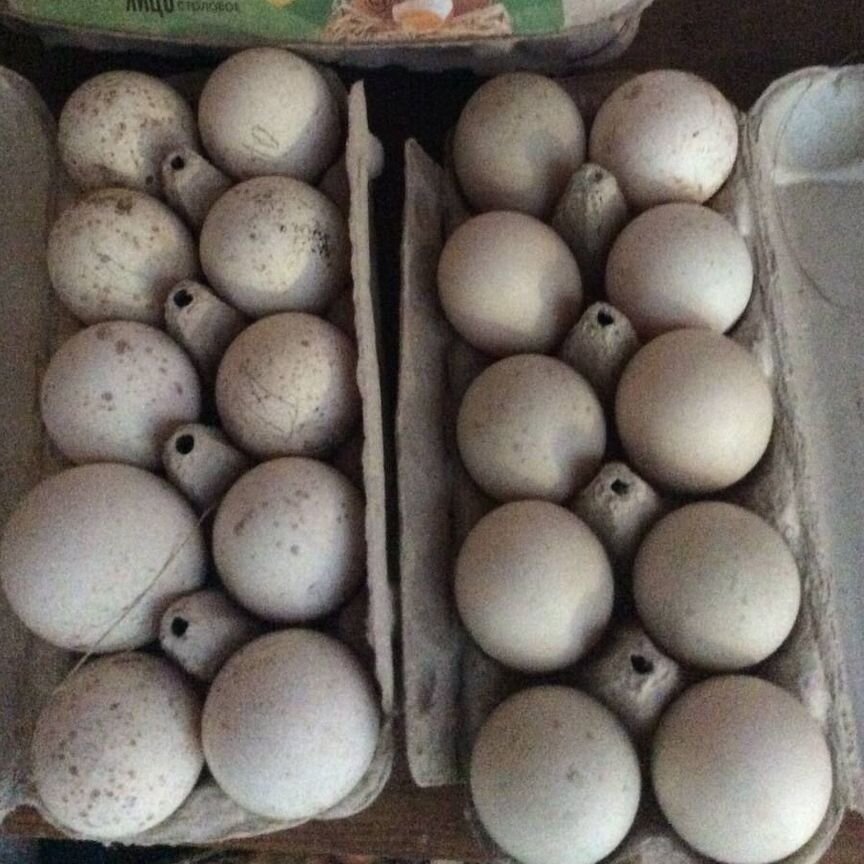 Яйцо индюшки и индоутки