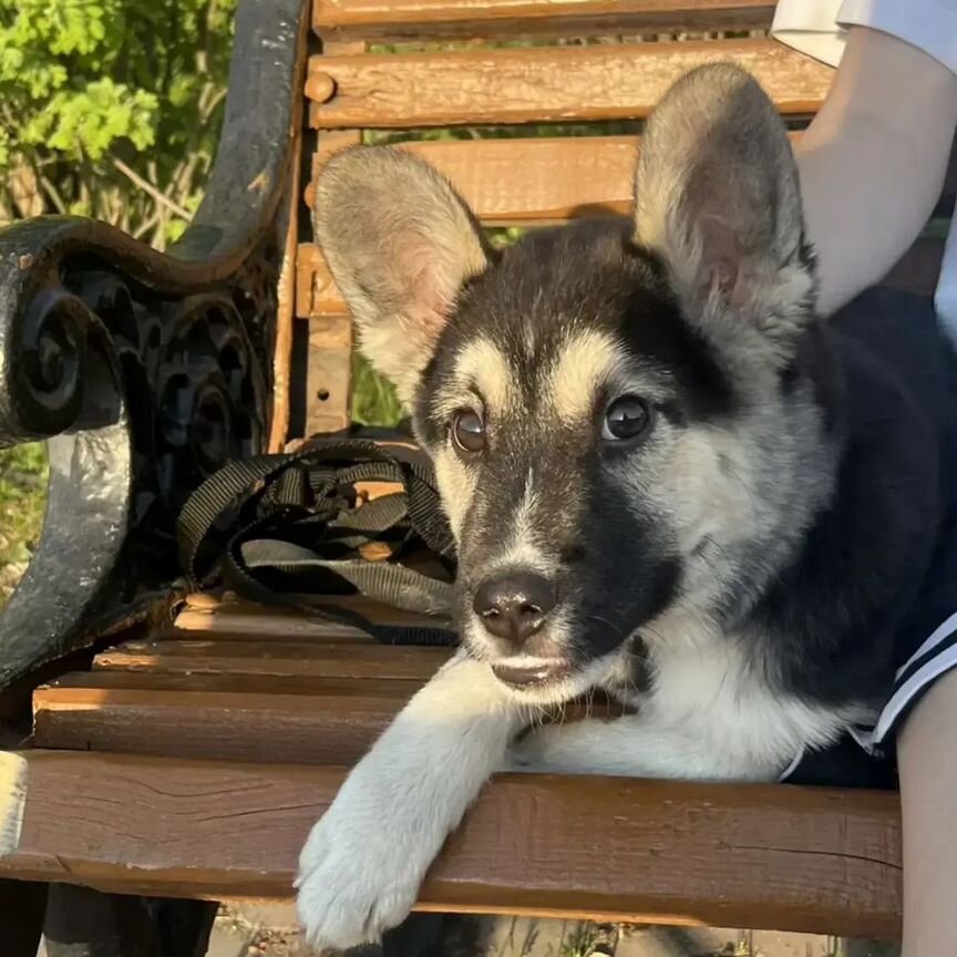 Аляскинский хаски, щенок