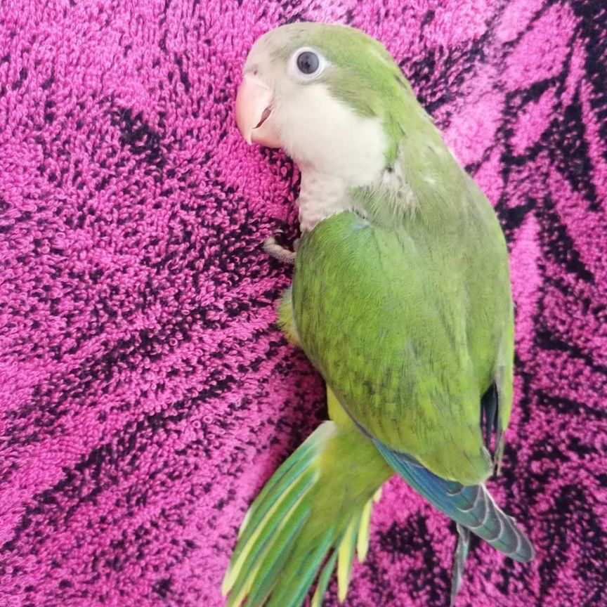 Попугай монах калита квакер