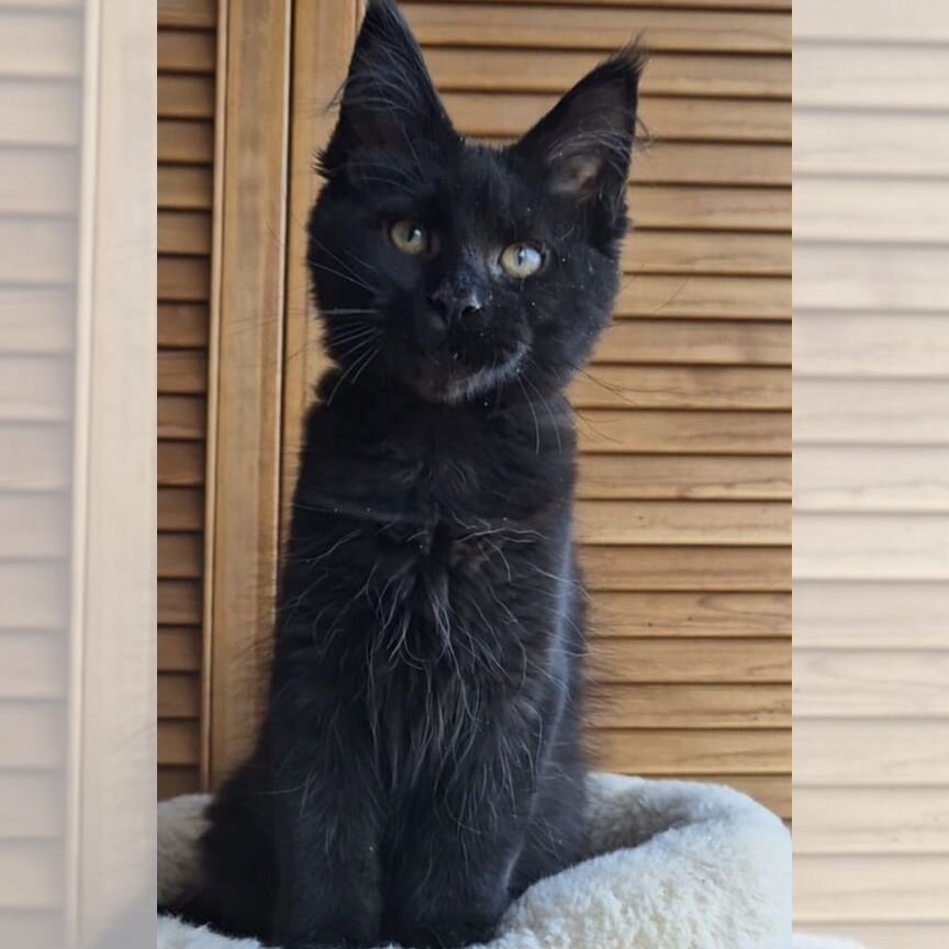 Котята мейн-кун черный солид