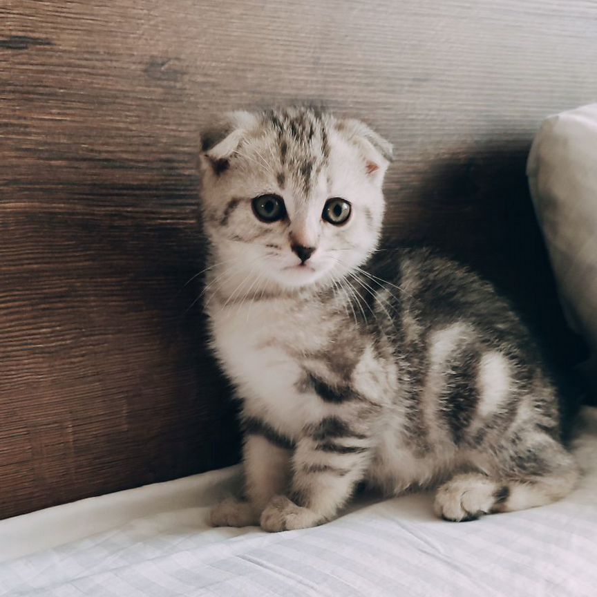 Кот