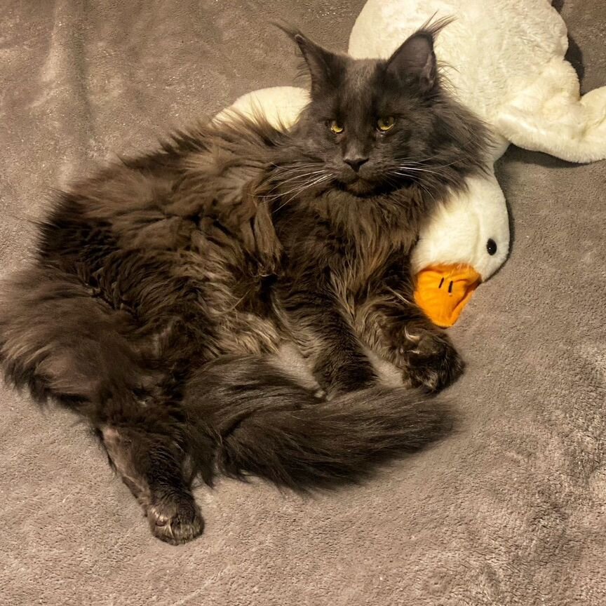 Кот мэйнкун