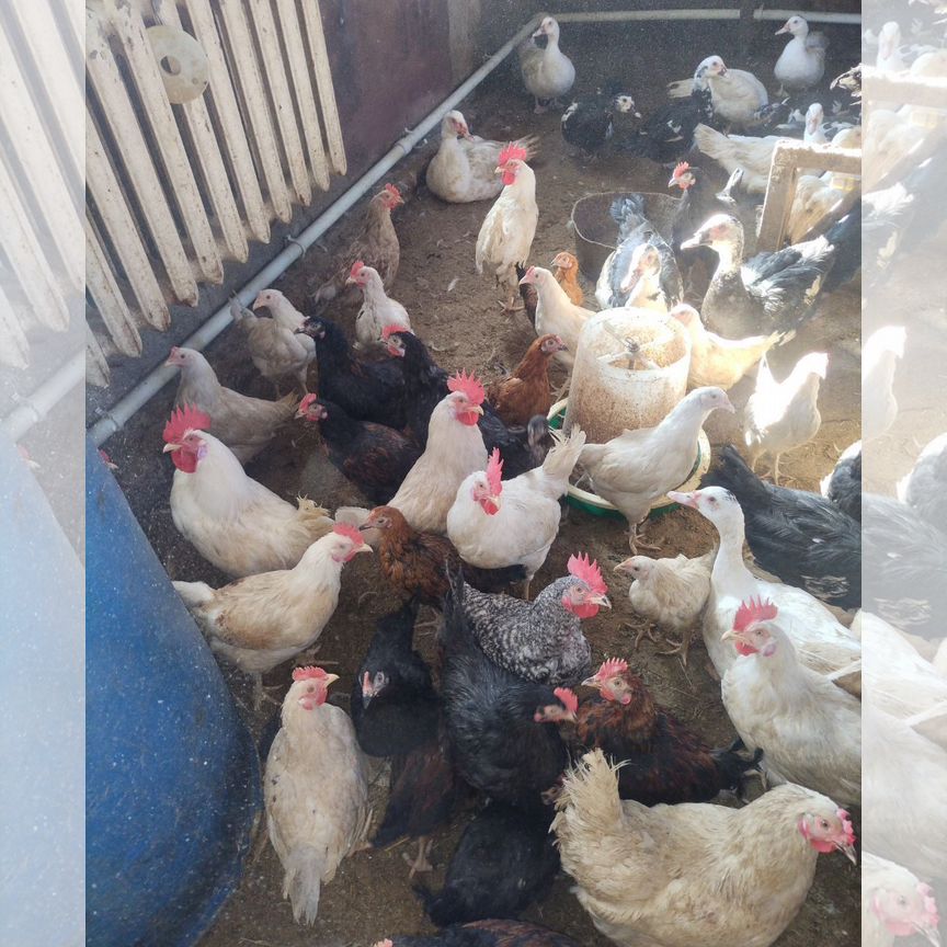 Питушки молодые