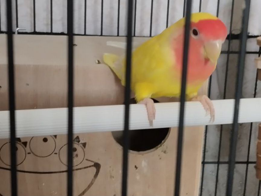 Неразлучник розовощекие, пара. С клеткой и домиком