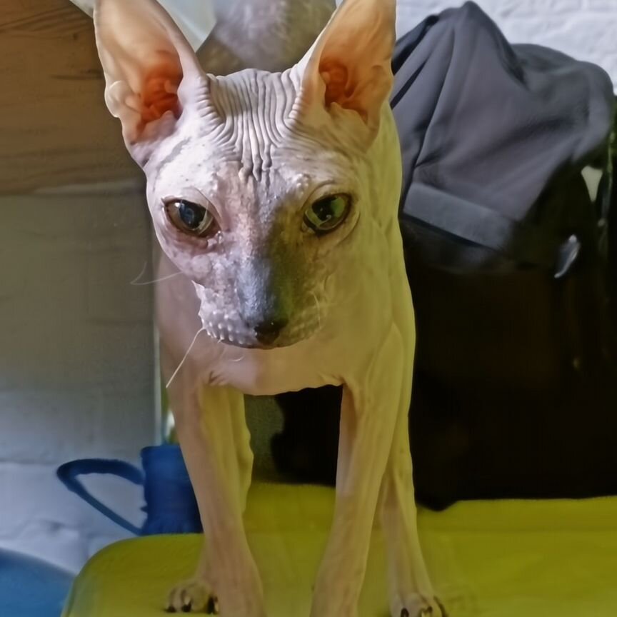 Донской сфинкс, взрослая кошка