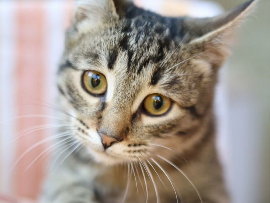 Полосатый чудик