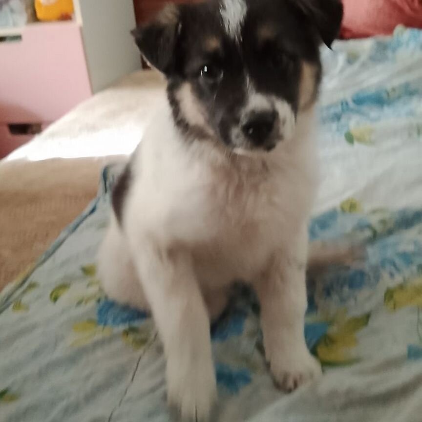 Щенок в добрые руки