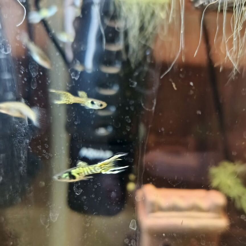 Гуппи эндлера