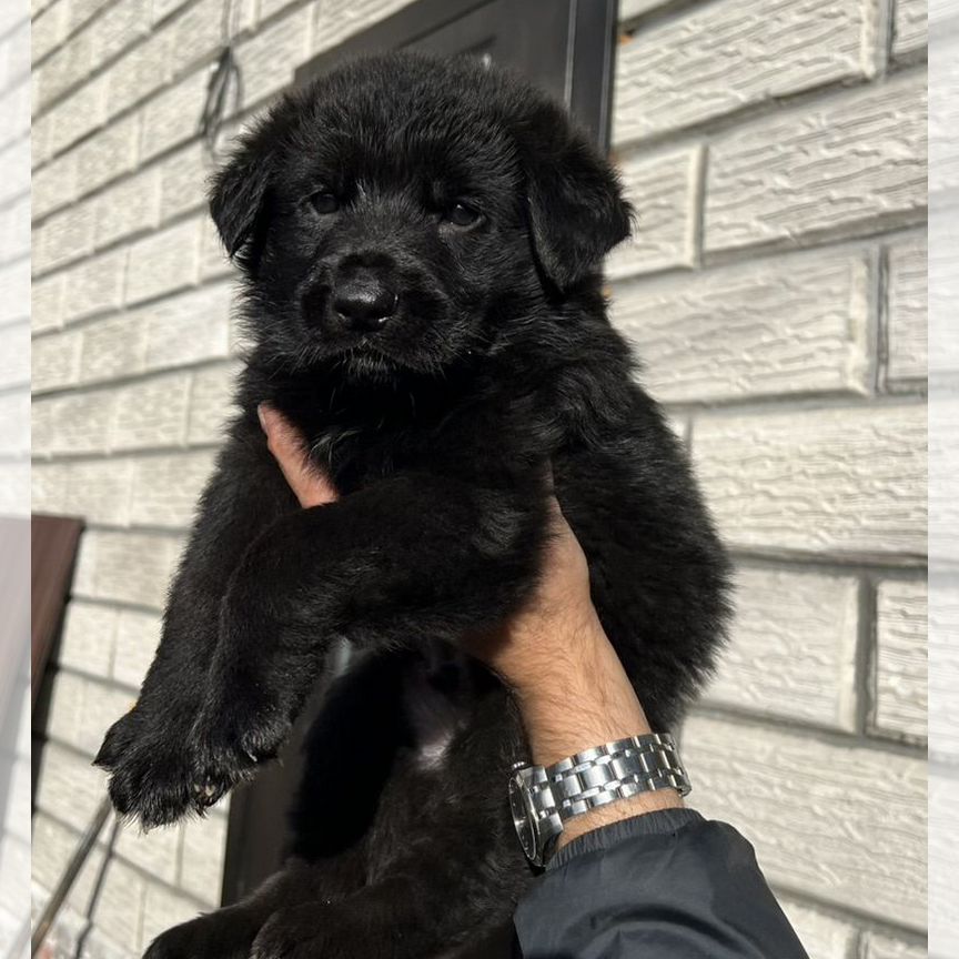 Немецкая овчарка, щенок