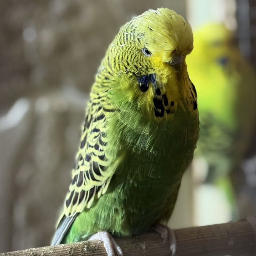 Волнистый попугай