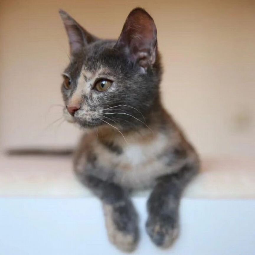 Котёнок девочка в добрые руки