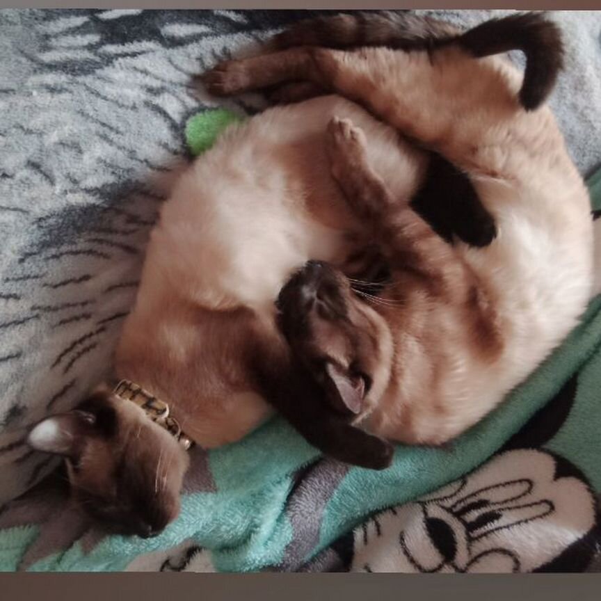 Тайские котята