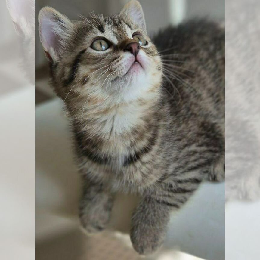 Озорные котята