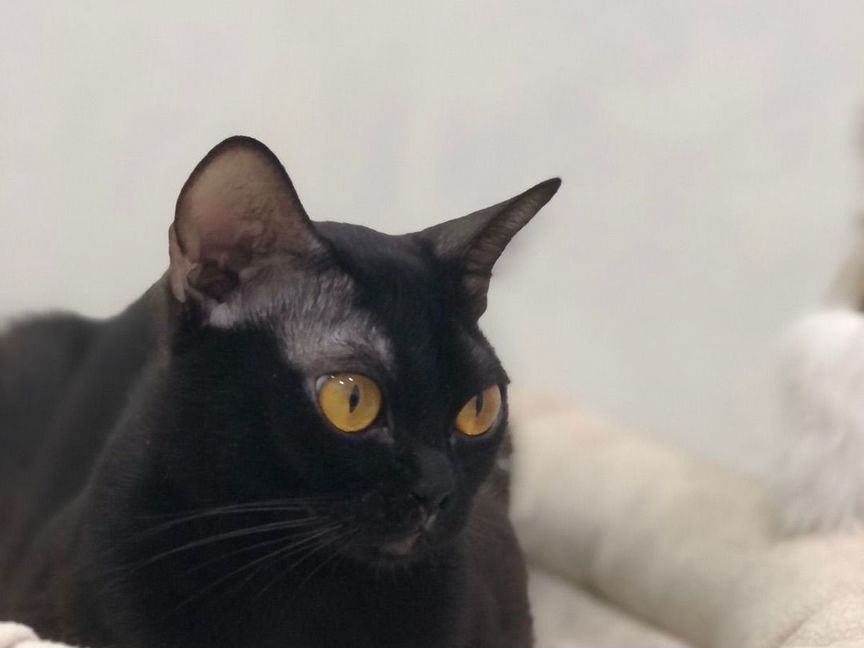 Бомбейская девочка