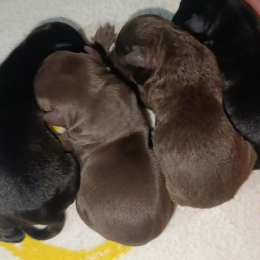 Русский той-терьер, щенок