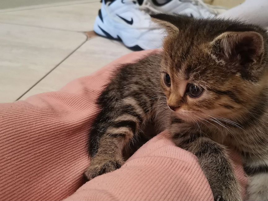 Кошечки - милашечки