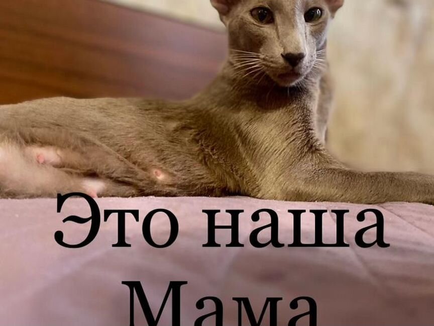 Ориентальная