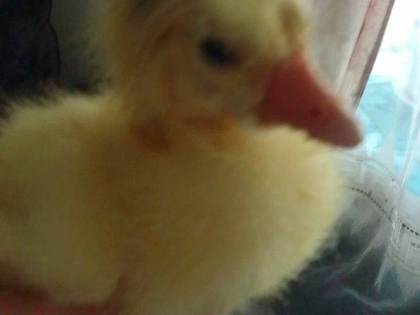 Гусята суточные, подержанные