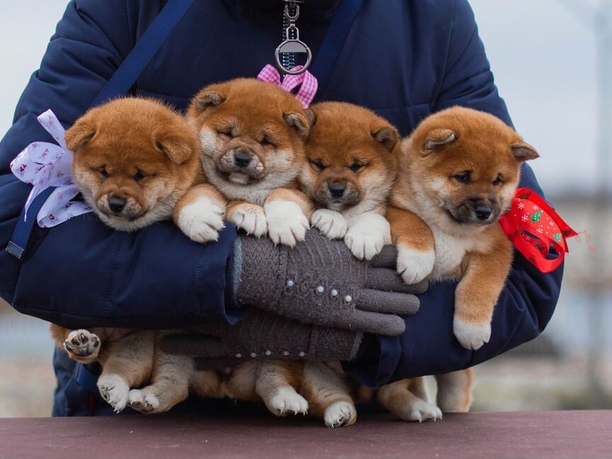 Щенки сиба бронь