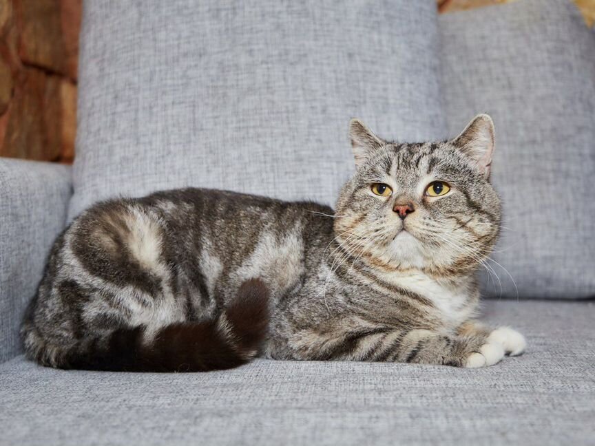 Кот шотландский фенотип, ласковый Ося