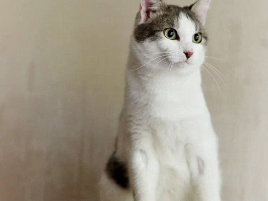 Котики бесплатно