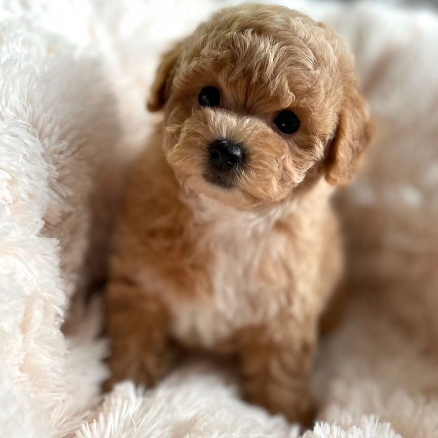 Мальтипу (пушон)