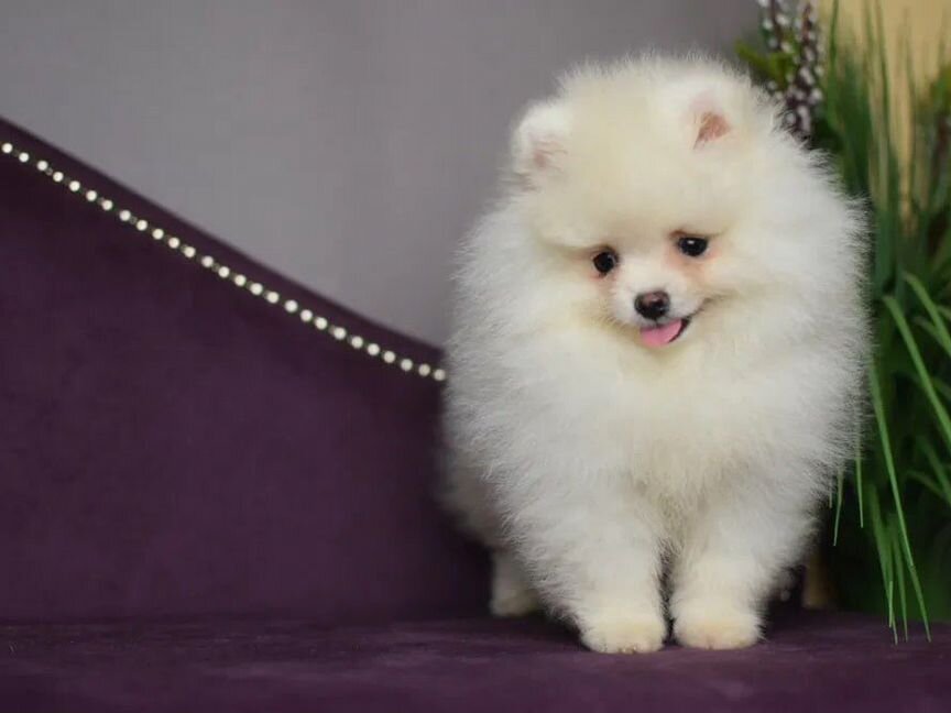 Детишки шпицов (Ветпаспорт)