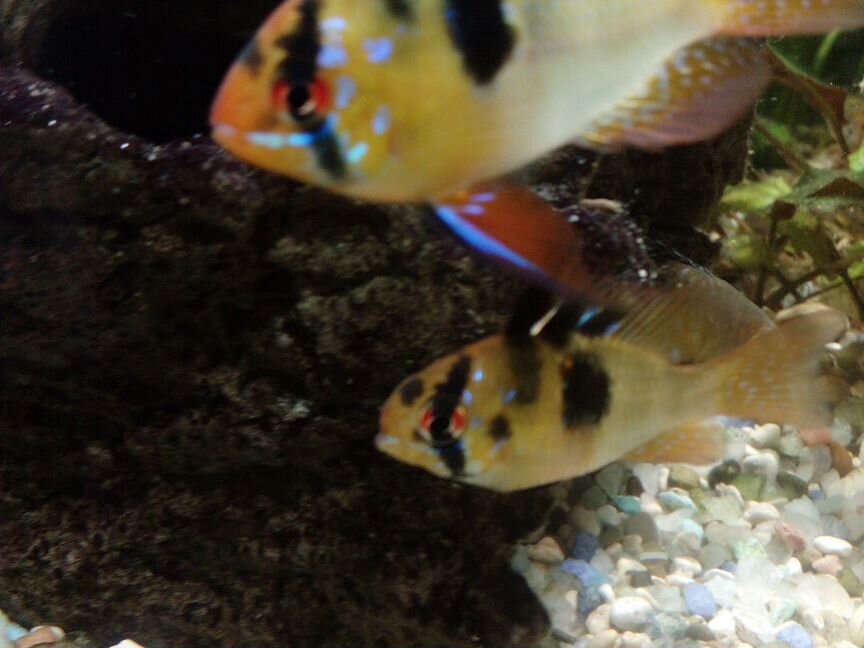 Апистограмма и Гуппи
