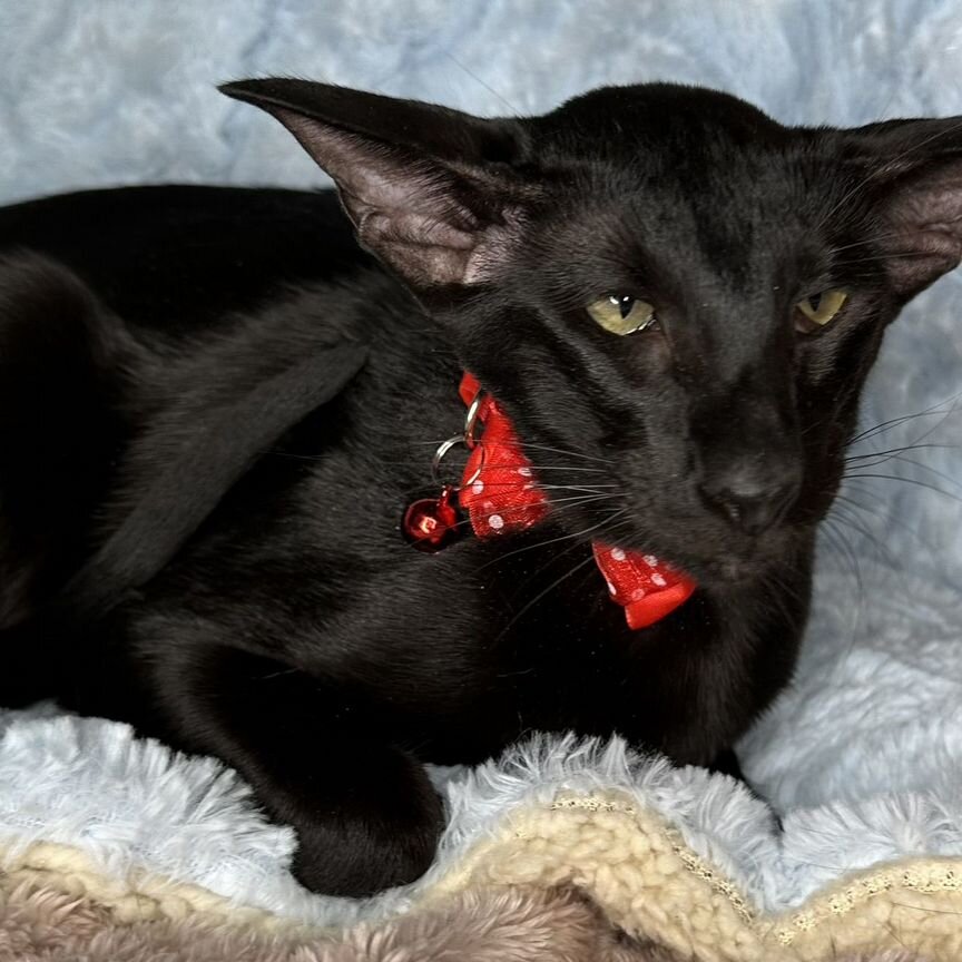 Ориентальные котята в экстрим типе