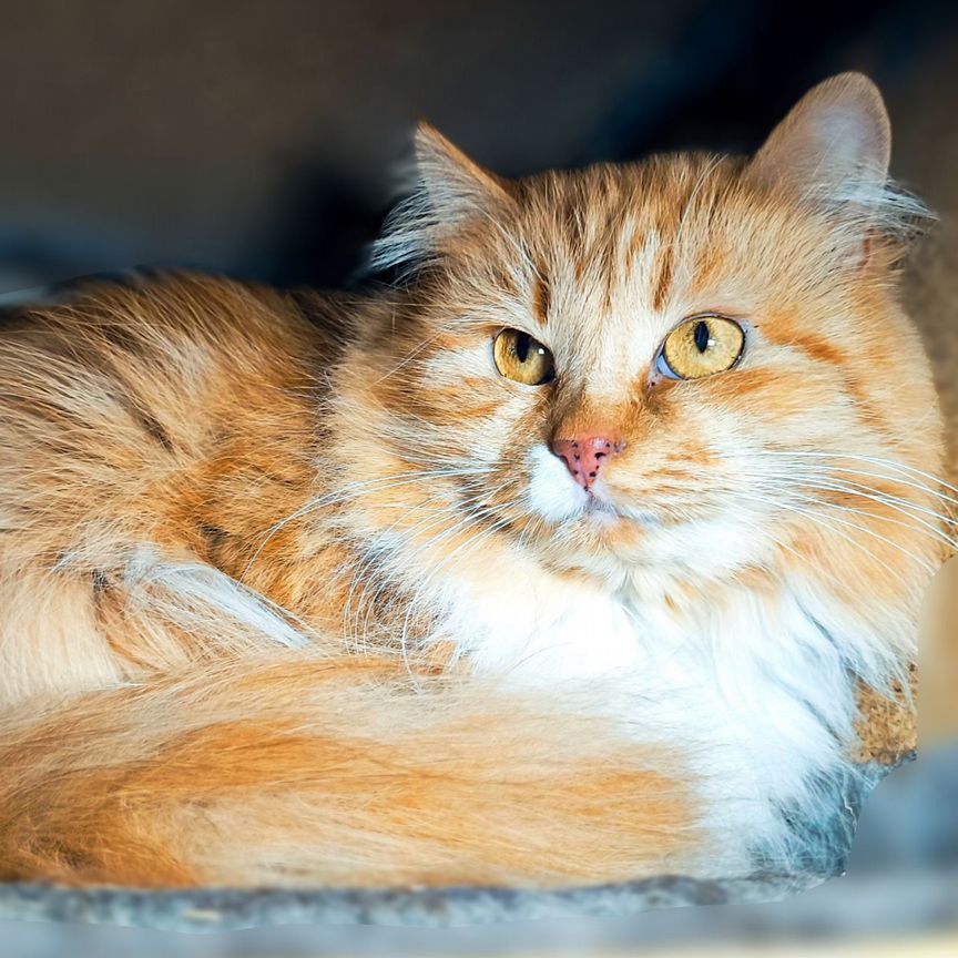 Взрослая, кошка в добрые руки